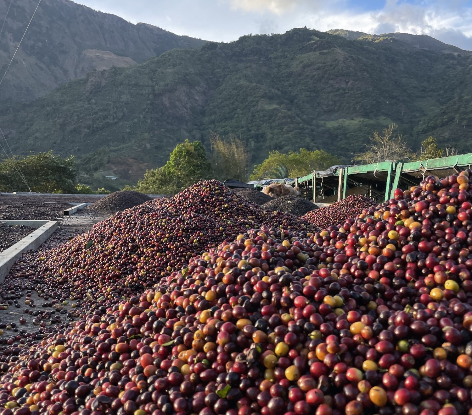 Our Origins | Attesa Coffee